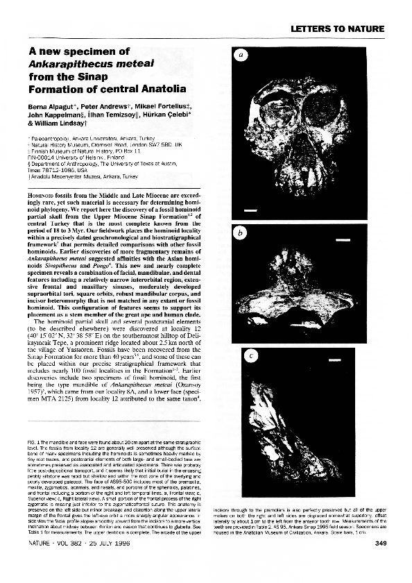 (PDF) A new specimen of Ankarapithecus meteai from the Sinap Formation ...