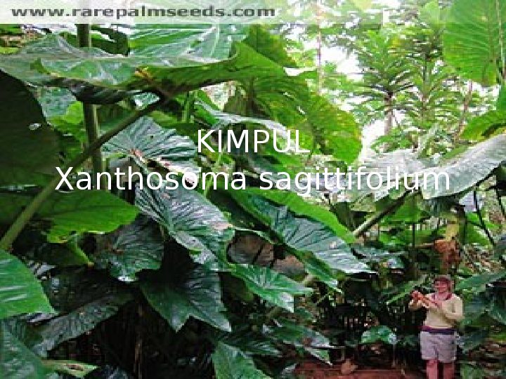Semua tentang kimpul (Xantoshoma Sagittifolium)