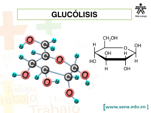 (PDF) Glucólisis