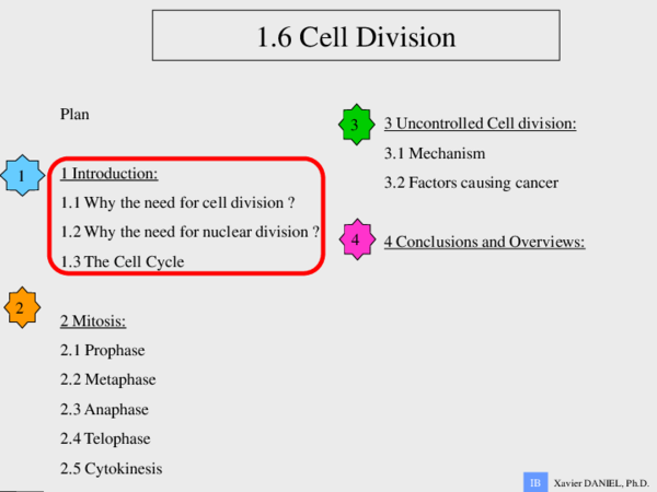 (PDF) IB 1.6 Cell division (Mitosis)