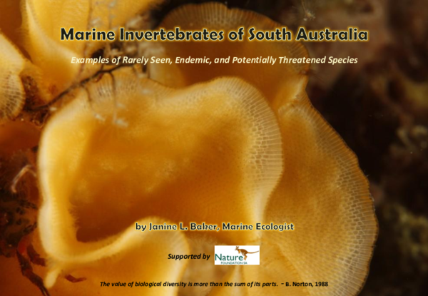 (PDF) Marine Invertebrates of South Australia: Examples of Rarely Seen ...