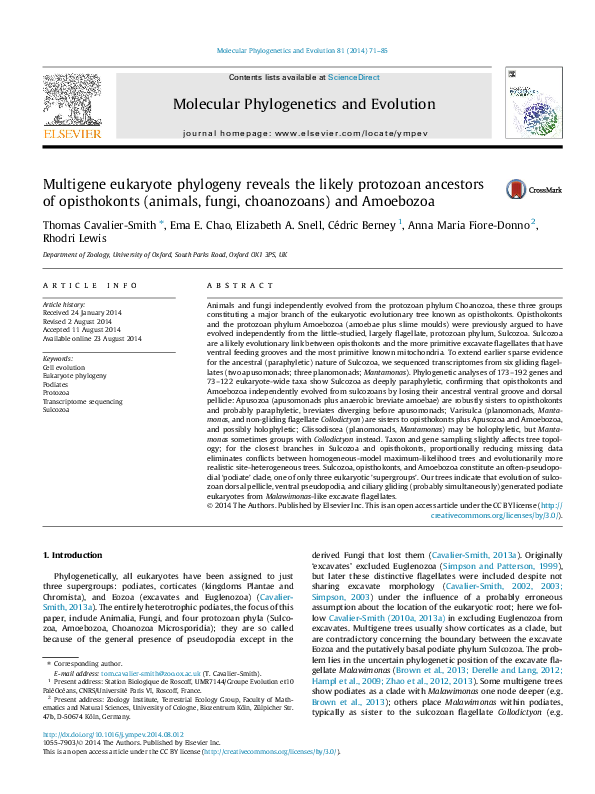 Multigene eukaryote phylogeny reveals the likely protozoan ancestors of ...