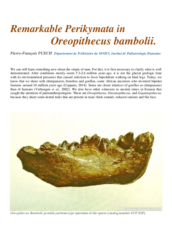 (PDF) Remarkable Perikymata in Oreopithecus bambolii