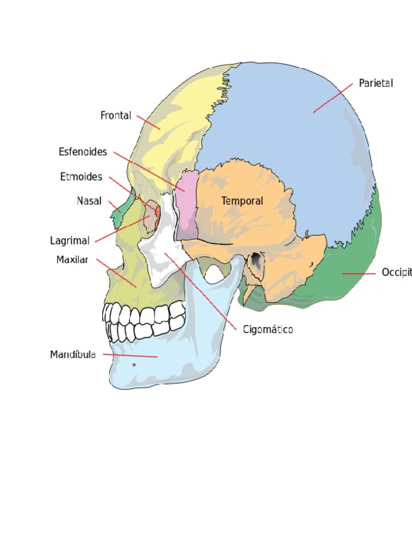 (DOC) Huesos de la cabeza