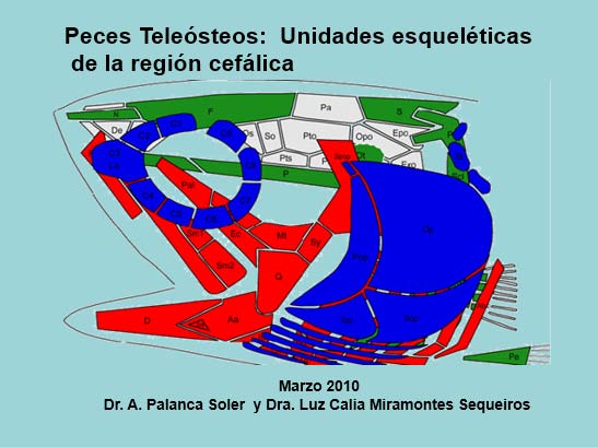 (PDF) Peces Teleosteos: unidades esqueleticas de la region cefalica