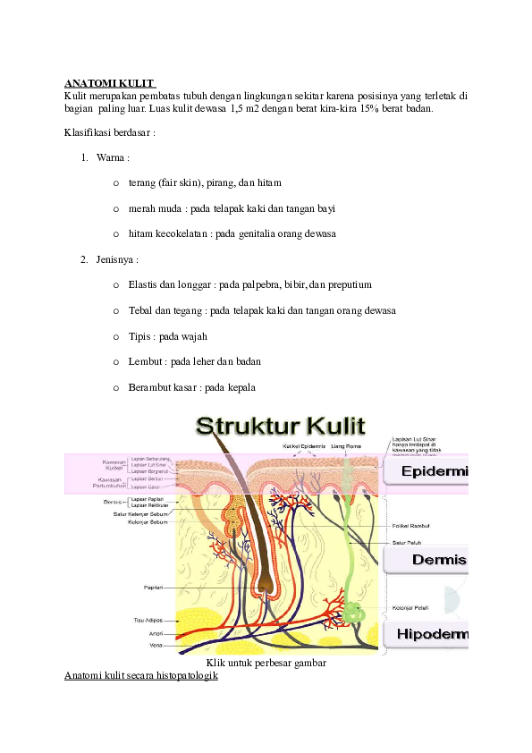 (DOC) ANATOMI KULIT