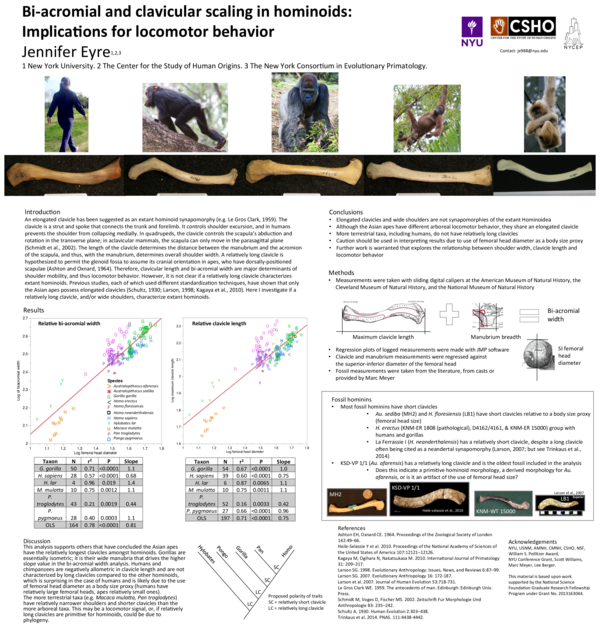Pdf Bi Acromial And Clavicular Scaling In Hominoids Implications For Locomotor Behavior