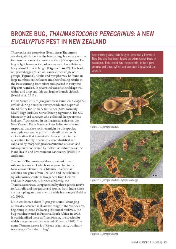 (PDF) Bronze Bug, Thaumastocoris peregrinus: A new Eucalyptus pest in ...