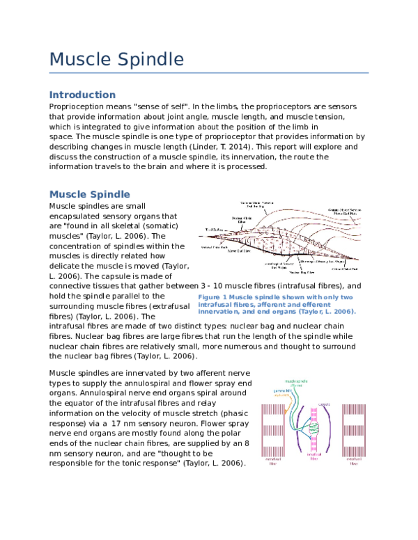 (DOC) Muscle Spindle