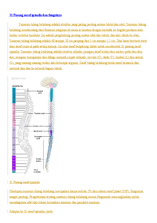 (DOC) 31 Pasang saraf spinalis dan fungsinya