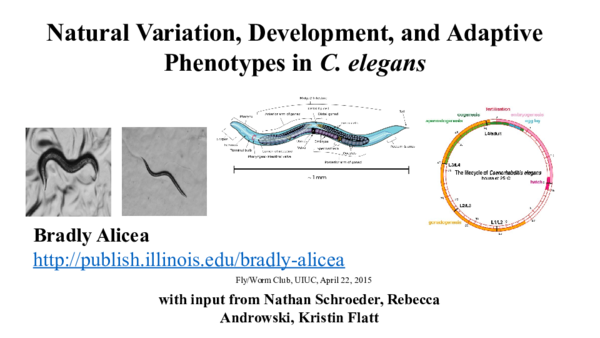 (PPT) Natural Variation, Development, and Adaptive Phenotypes in C. elegans