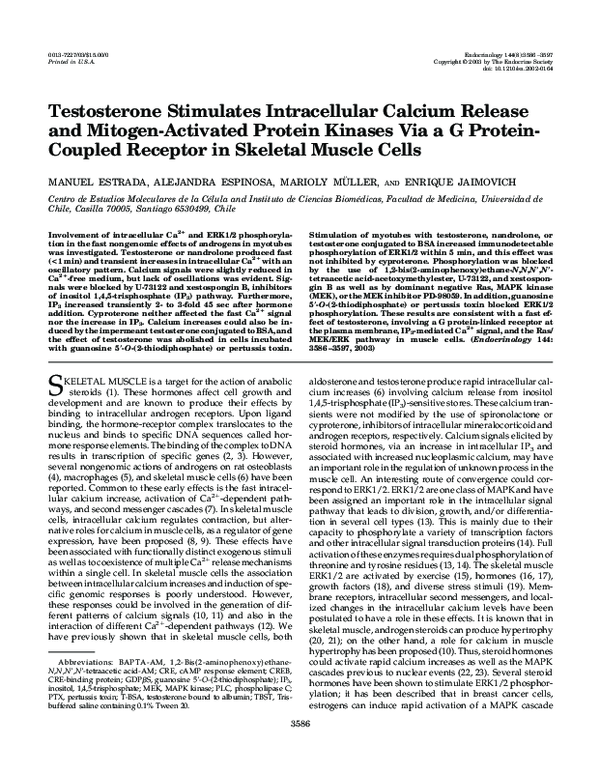 (PDF) Testosterone Stimulates Intracellular Calcium Release and Mitogen ...