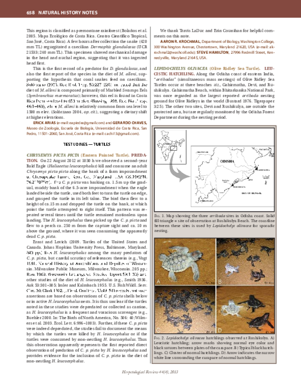 (PDF) Lepidochelys olivacea (Olive Ridley Sea Turtle): Leucistic Hatchling
