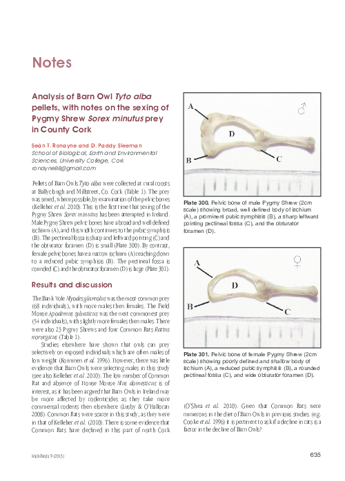(PDF) Celtic Sea Ring-billed Gull (Larus delawarensis)