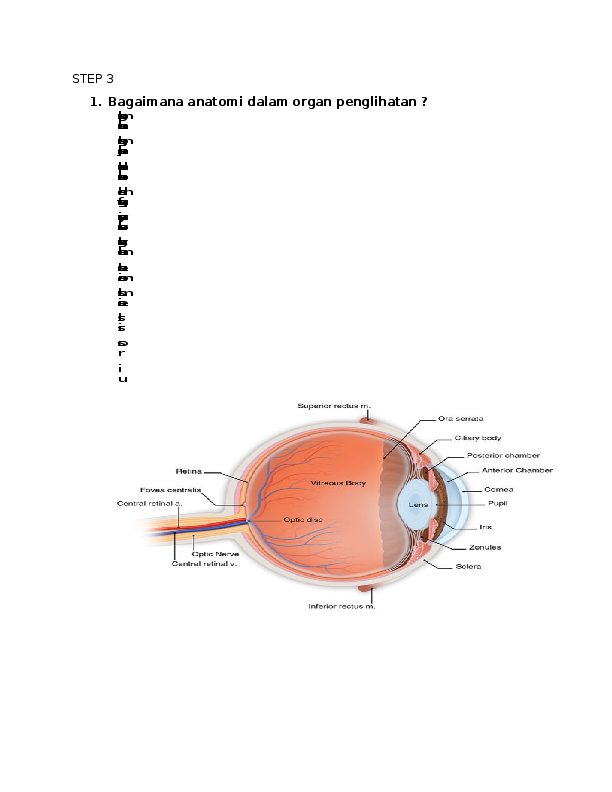 (DOC) STEP 3 1. Bagaimana anatomi dalam organ penglihatan