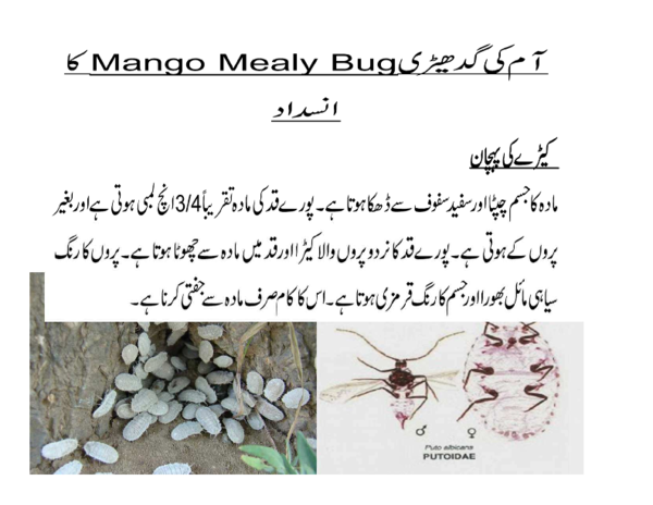(PDF) Management of Mango Mealy Bug