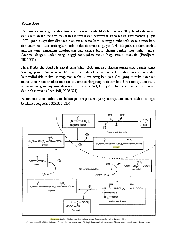 (DOC) Siklus Urea