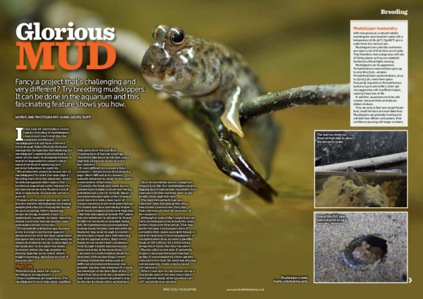 Glorious Mud - Mudskipper breeding
