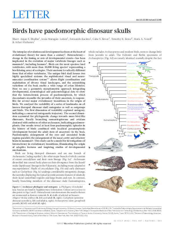 (PDF) Birds have paedomorphic dinosaur skulls