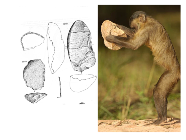 (PPT) "Tools" from Pedra Furada (left) and Brazilian capuchin monkey ...