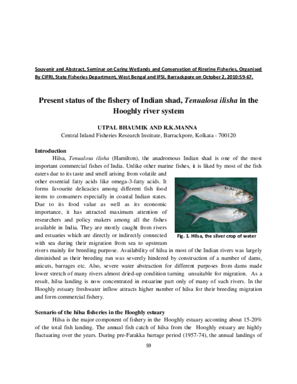 (PDF) Present status of the fishery of Indian shad, Tenualosa ilisha in ...