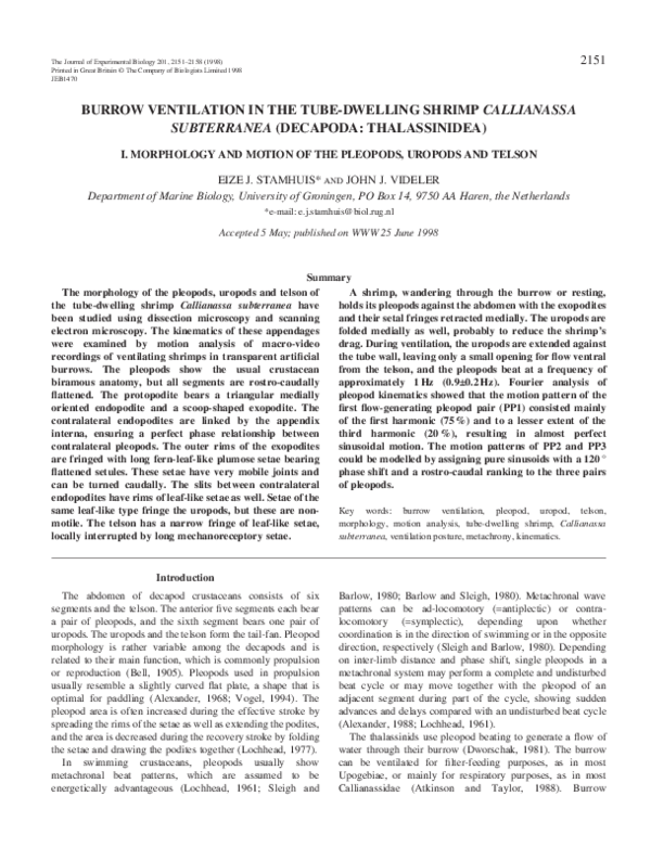 (PDF) BURROW VENTILATION IN THE TUBE-DWELLING SHRIMP CALLIANASSA ...