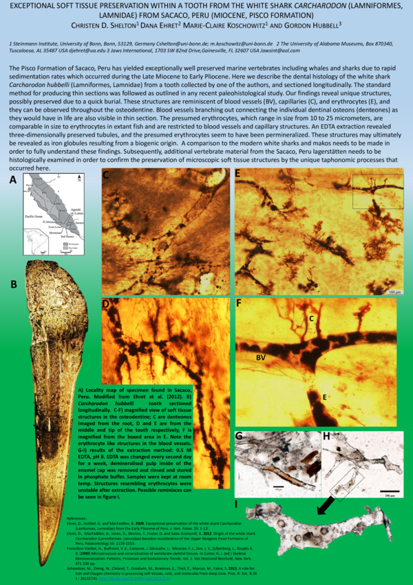 (PDF) POSTER: Exceptional Soft Tissue preservation within a tooth from ...