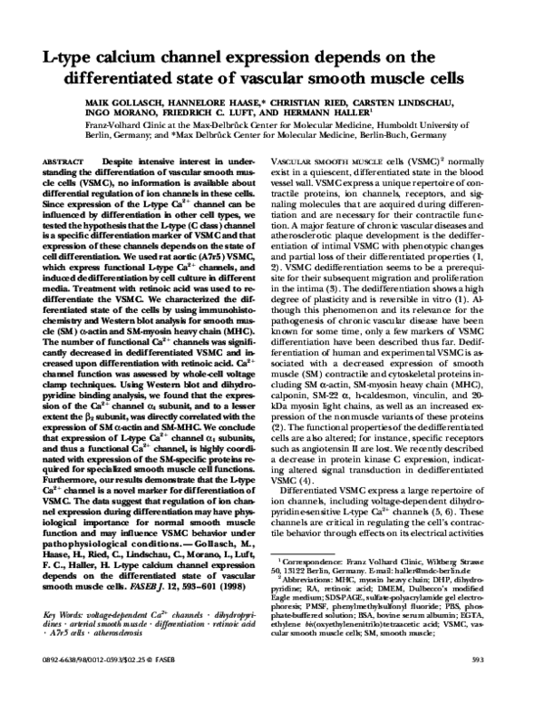 (PDF) L-type calcium channel expression depends on the differentiated ...