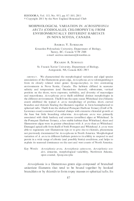 (PDF) Morphological Variation in Acrosiphonia arcta (Codiolales ...