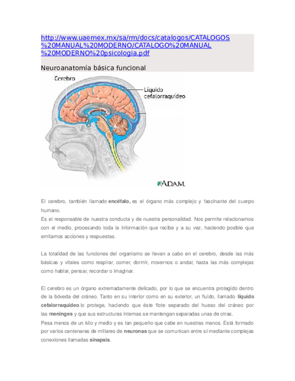 (DOC) Neuroanatomia basica funcional