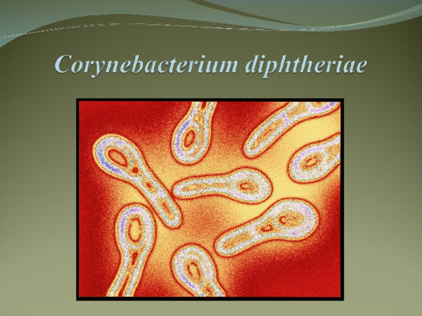 (PPT) CORYNEBACTERIUM 03