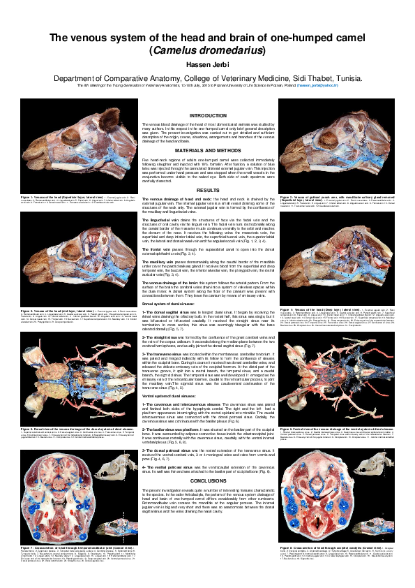(PDF) The venous system of the head and brain of one-humped camel ...