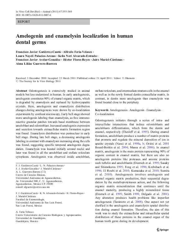 (PDF) Amelogenin and enamelysin localization in human dental germs.