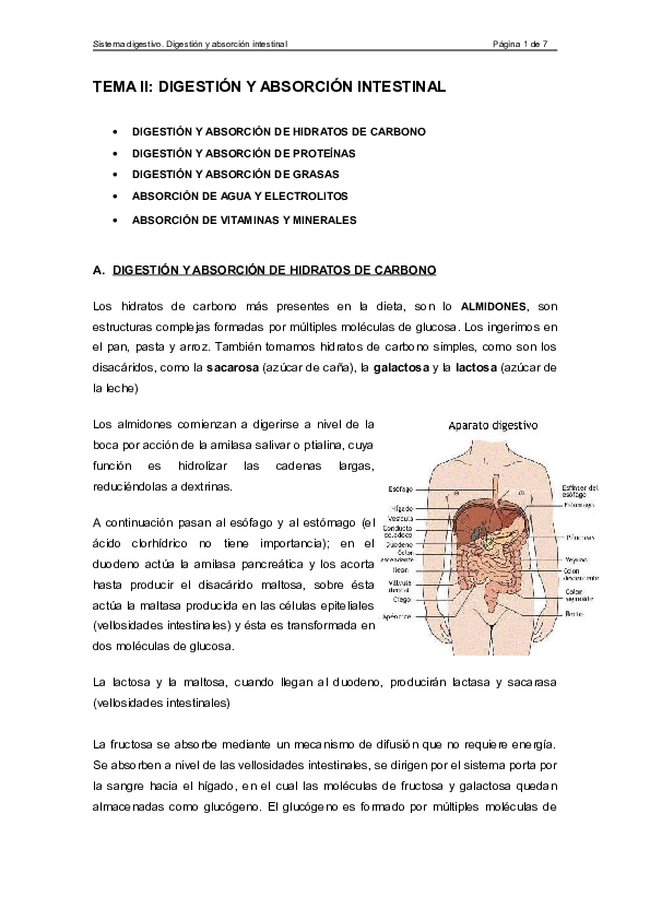 (DOC) TEMA II DIGESTION Y ABSORCION INTESTINAL