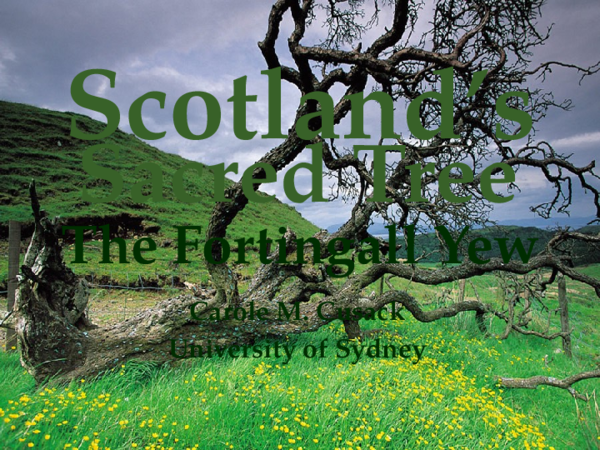 (PPT) Scottish Sacred Trees: The Fortingall Yew