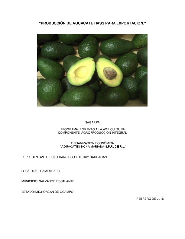 PRODUCCIÓN DE AGUACATE HASS PARA EXPORTACIÓN.