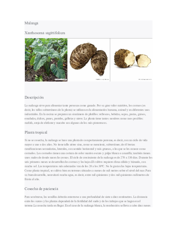 (DOC) Malanga Xanthosoma sagittifolium