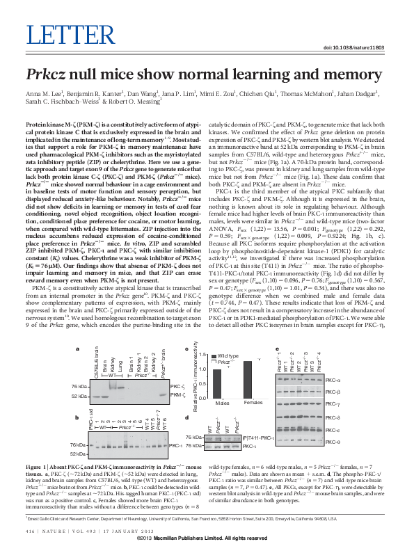 (PDF) Prkcz null mice show normal learning and memory