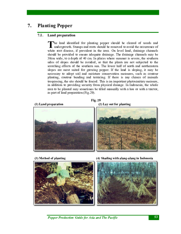 (PDF) Pepper Production Guide for Asia and The Pacific 53 7. Planting ...