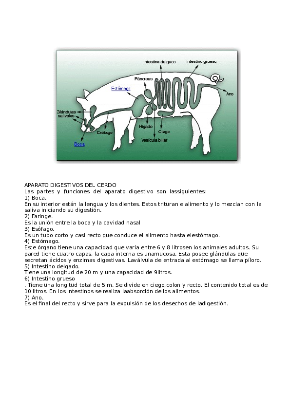 (DOC) APARATO DIGESTIVOS DEL CERDO