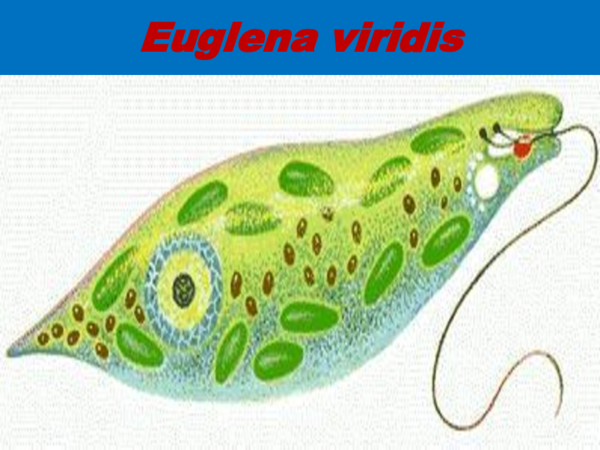(PDF) Euglena viridis