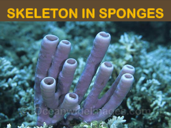 (PDF) Skeleton in sponges