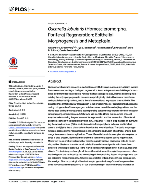 Oscarella lobularis (Homoscleromorpha, Porifera) Regeneration ...