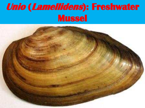 Phylum Mollusca Unio