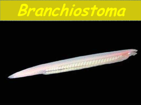 (PDF) Branchiostoma