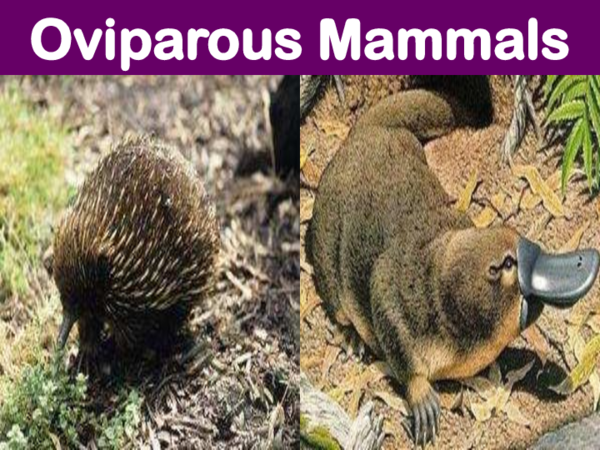 (PDF) Oviparous mammals