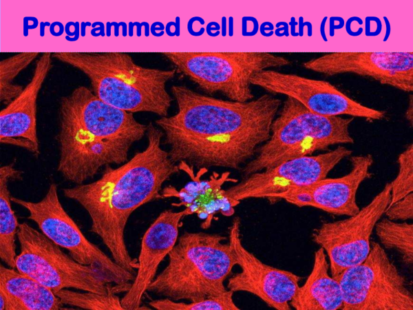 (PDF) Programmed Cell Death
