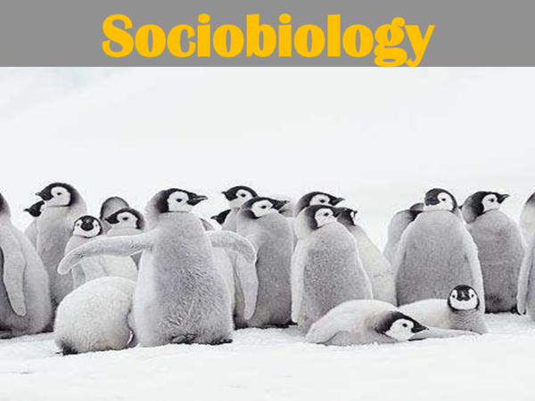 (PDF) Sociobiology