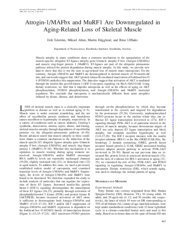 (PDF) Atrogin-1/MAFbx and MuRF1 Are Downregulated in Aging-Related Loss ...