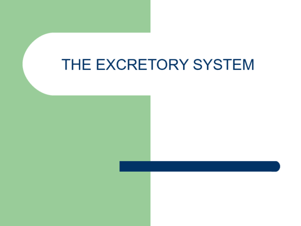(PPT) EXCRETORY SYSTEM